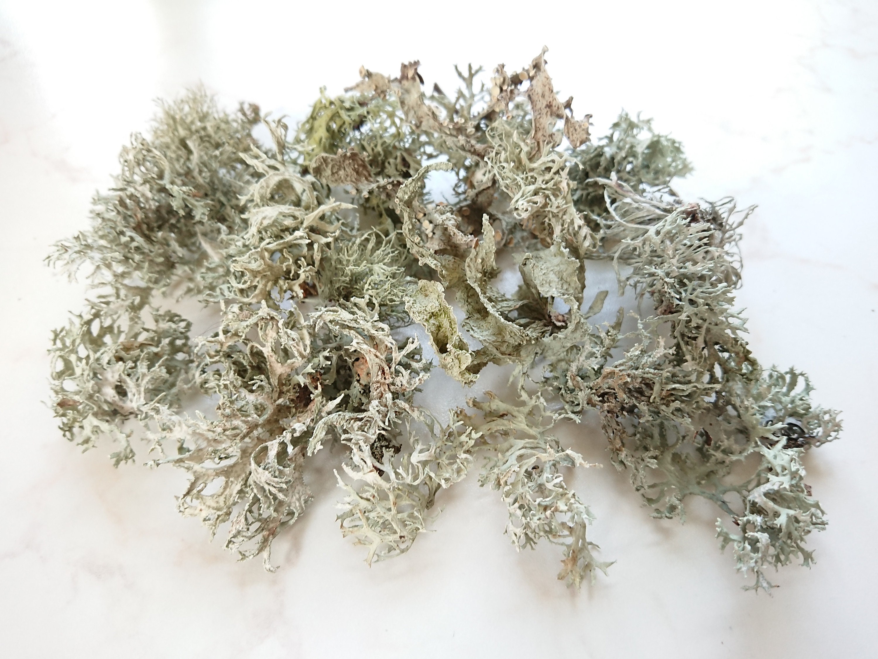 10gr natural lichen moss Natural lichens Dried lichen | Etsy