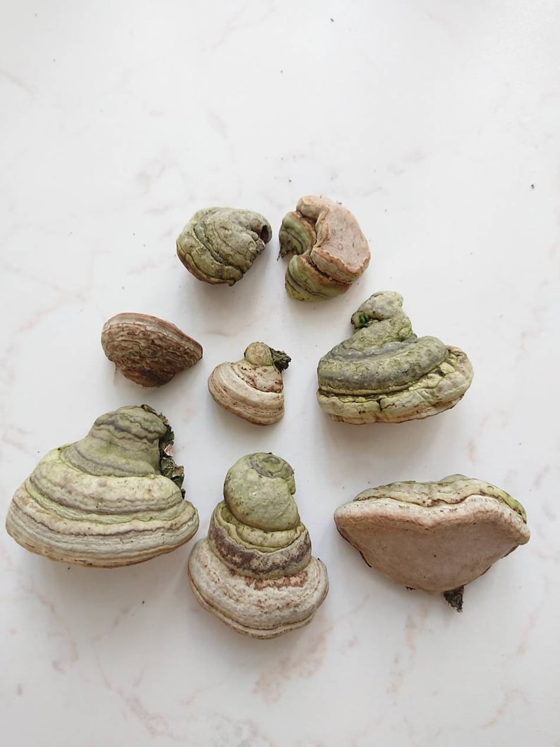 5pcs Small Fungus, Wood Birch Polypore, Dry Real Wood Fungi, Eco Forest ...