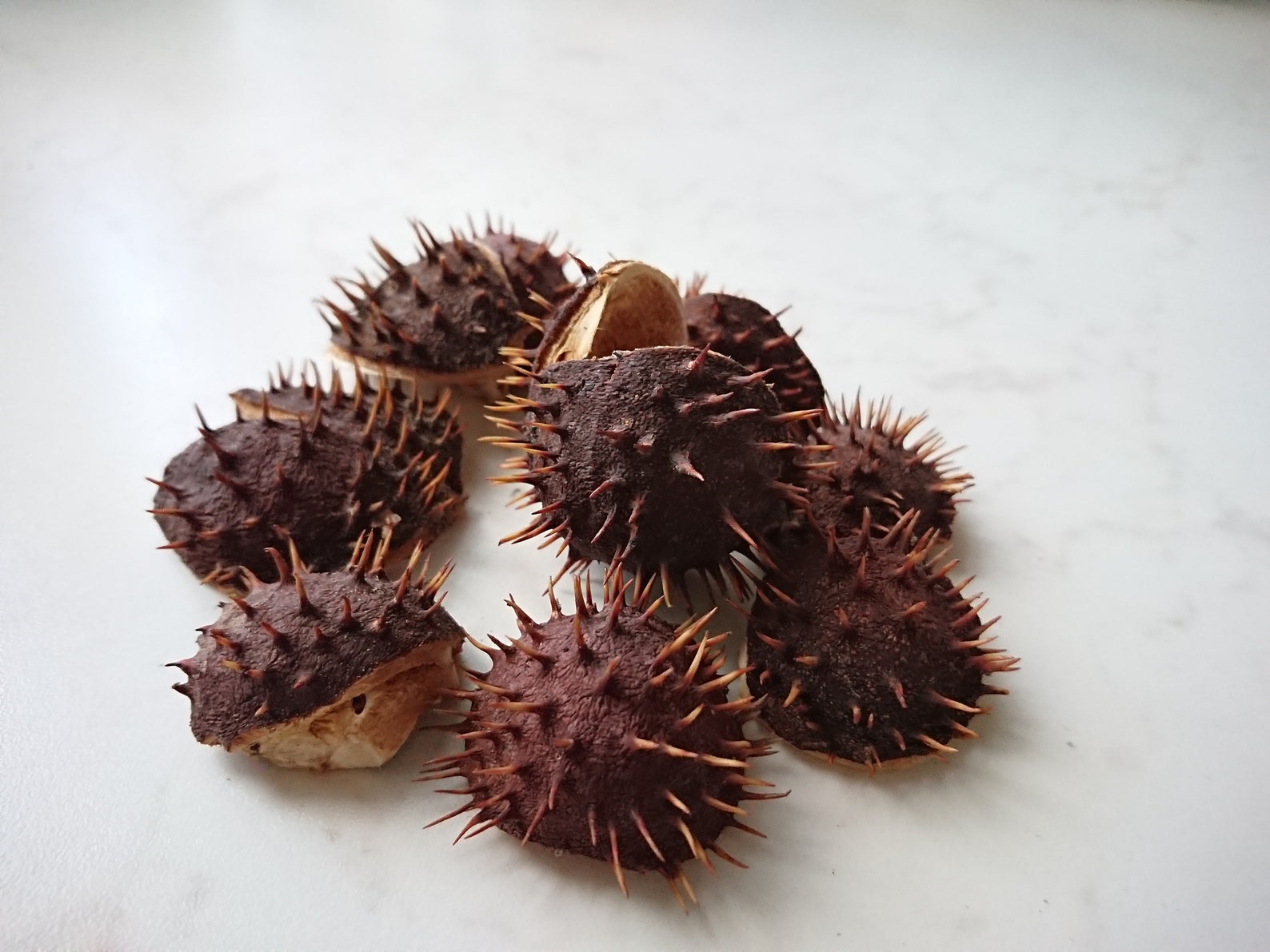 40pcs Peel Horse Chestnuts Dried Natural Chestnuts Rind Raw - Etsy