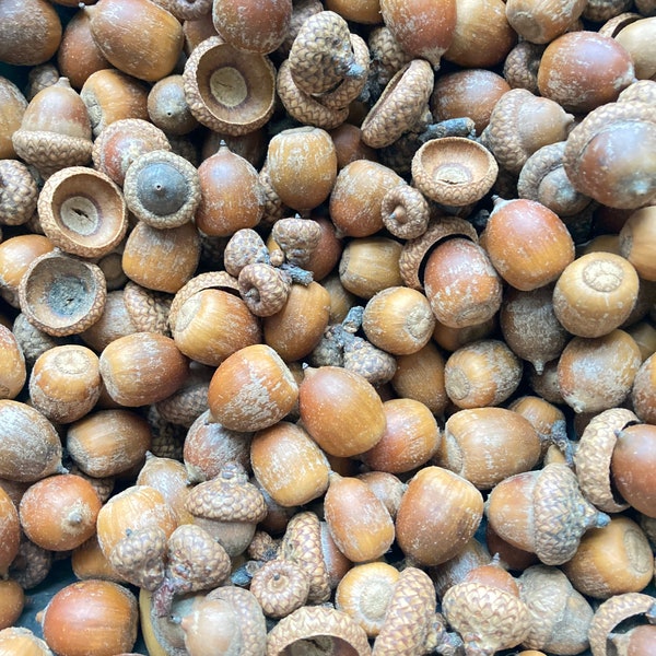 Real Acorns - Etsy UK