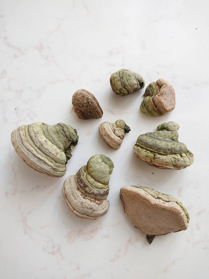 5pcs Small Fungus, Wood Birch Polypore, Dry Real Wood Fungi, Eco Forest ...