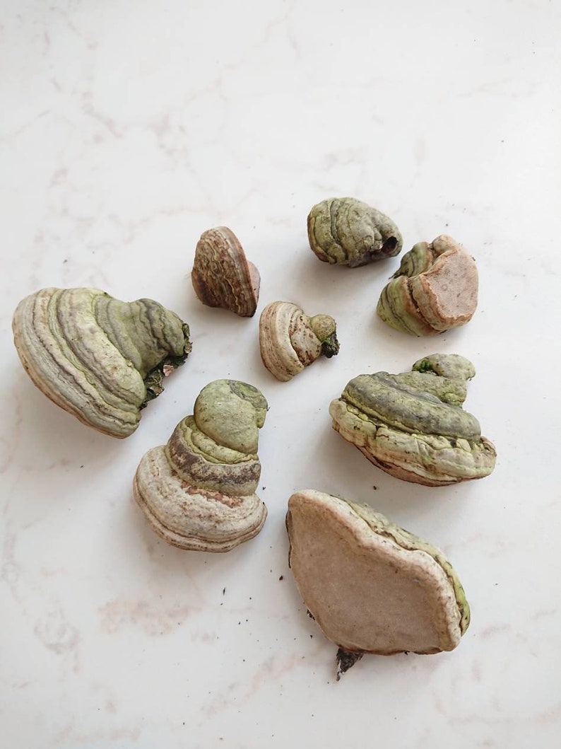 5pcs Small Fungus, Wood Birch Polypore, Dry Real Wood Fungi, Eco Forest ...