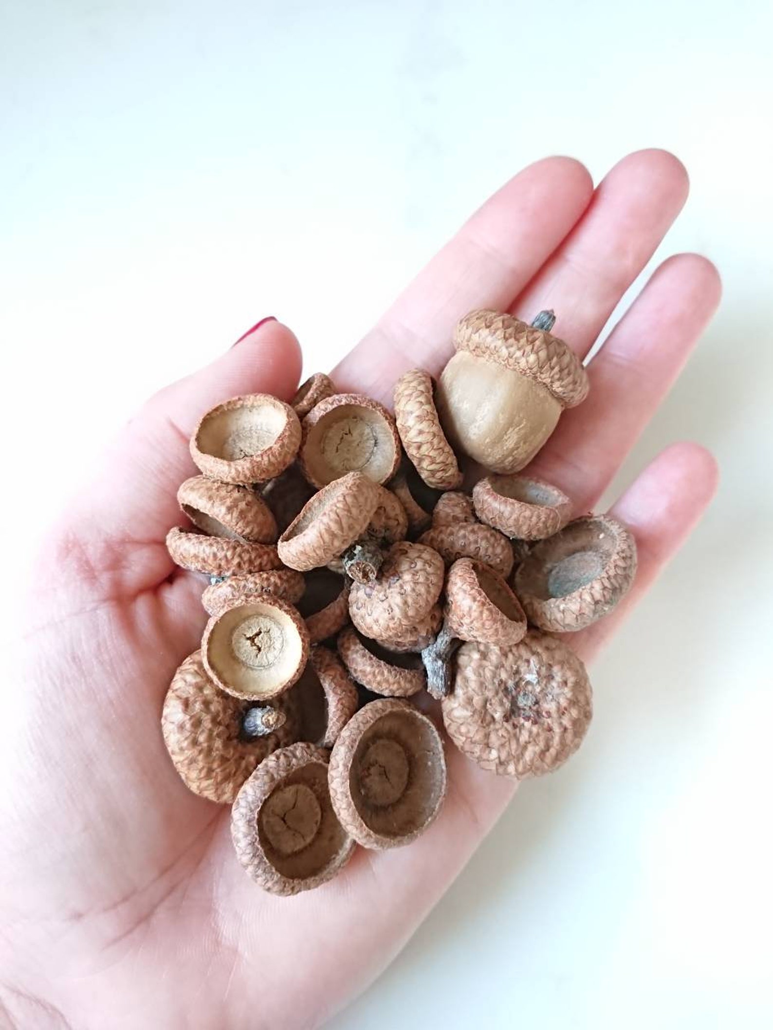 30pcs Mixed Acorn Caps, Red Oak Acorn Tops With Hole, Natural Oak Big ...