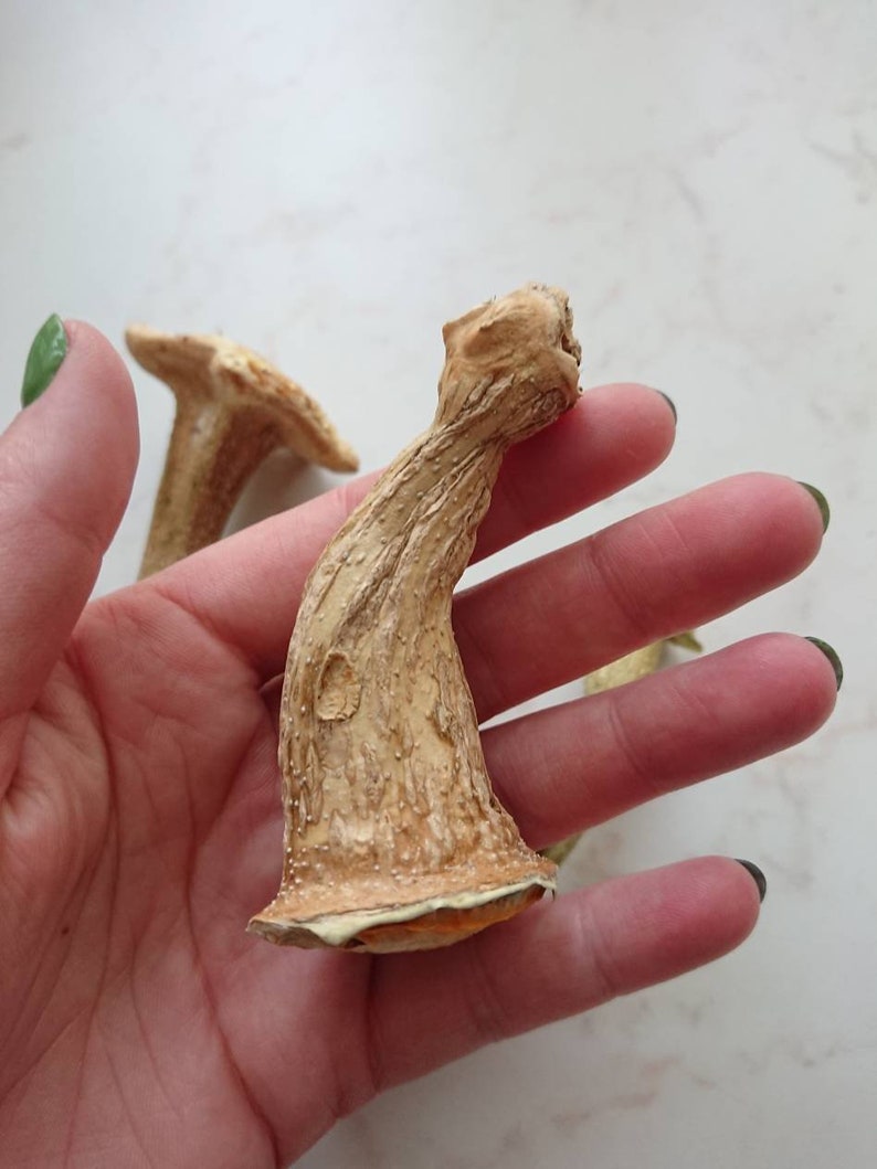 2 Real Big Pumpkin Stems, Natural Pumpkin Tops, Dry Pumpkin Stems ...