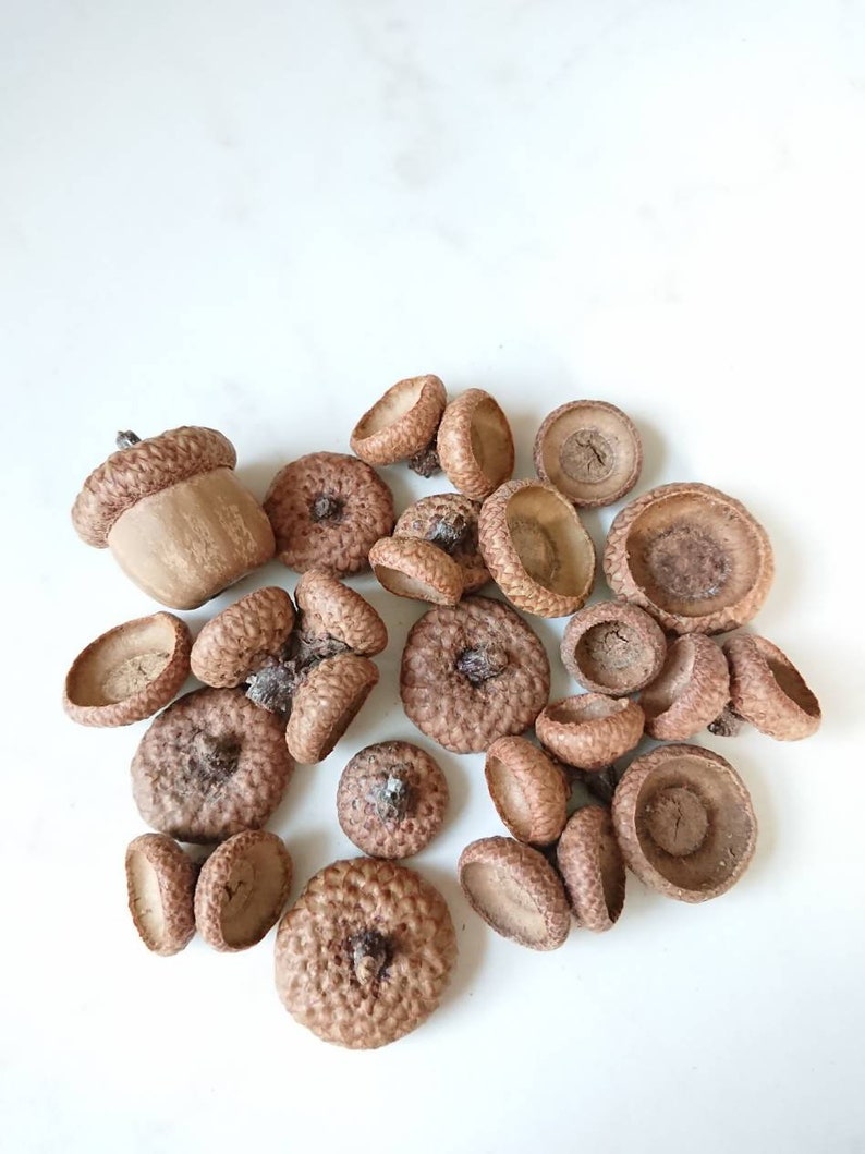 30pcs Mixed Acorn Caps, Red Oak Acorn Tops With Hole, Natural Oak Big ...