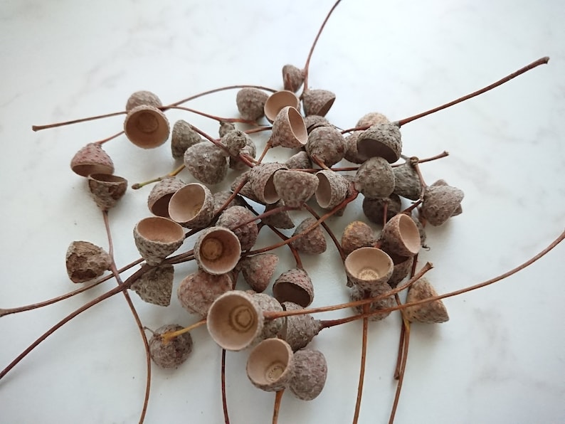 100 Pcs Small Acorn Caps, Natural Oak Hats, Jewelry Craft Supply ...