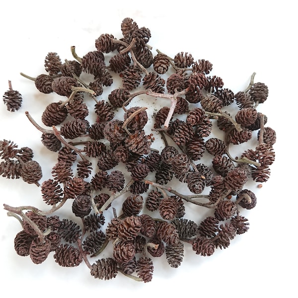 Alder Cone - Etsy