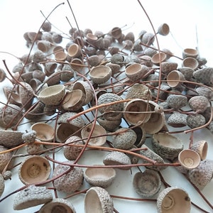 200pcs Mixed Size Acorn Caps, Natural Oak Hats, Rustic Weddings, Acorn ...