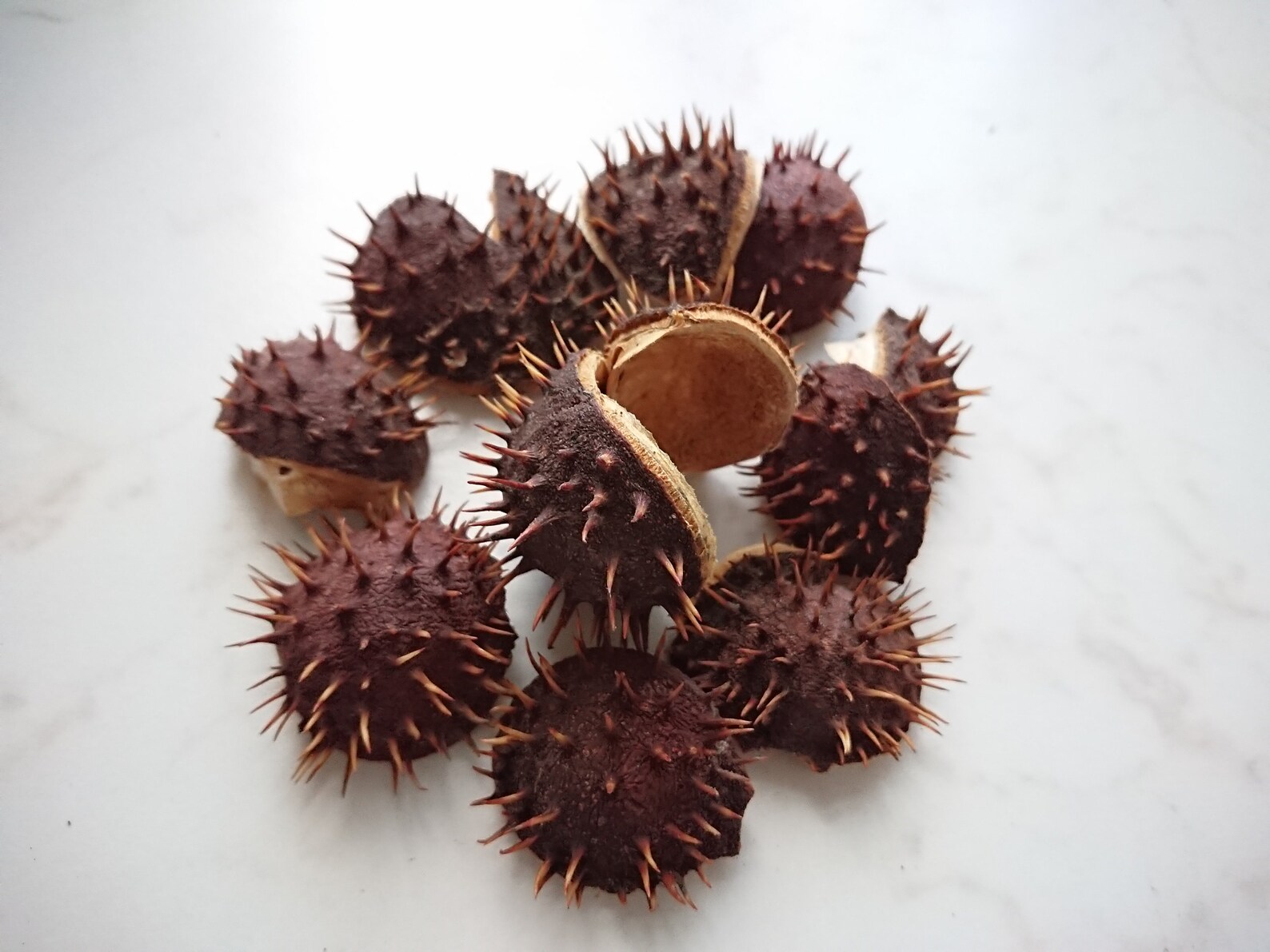 40pcs Peel Horse Chestnuts Dried Natural Chestnuts Rind Raw - Etsy