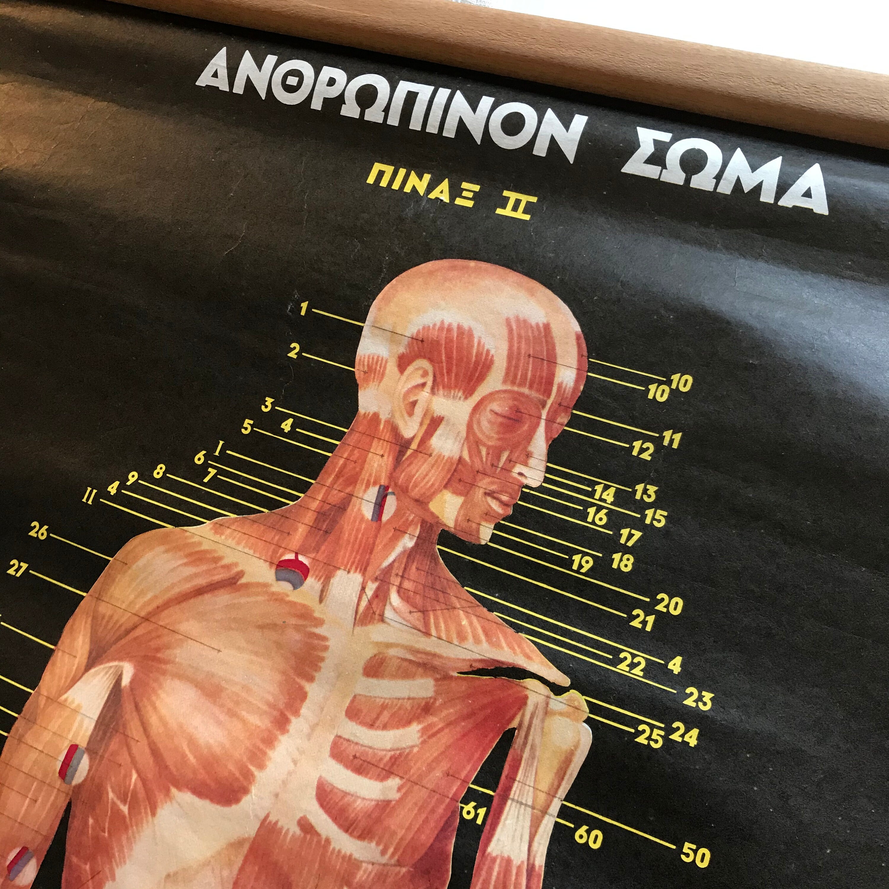 Vintage Human Body Anatomy Greek Original Vintage Pull Down | Etsy
