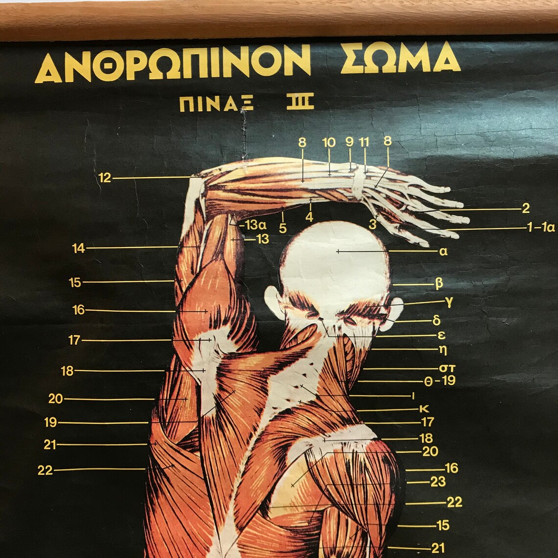 Vintage Greek Anatomy Chart: Human Body Muscles, Arteries - 1950s ...