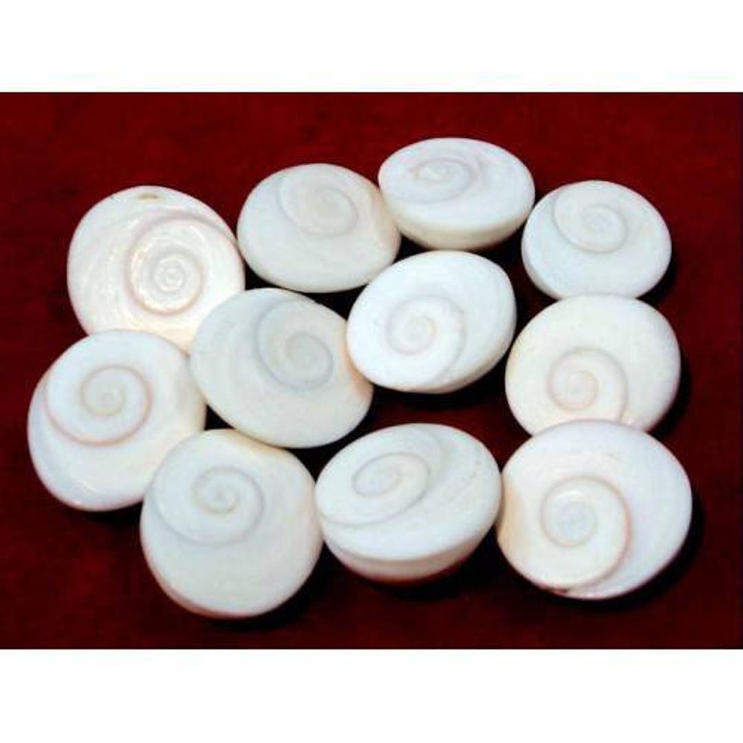 Gomati Chakra..shiva Eye...real Gomati Chakra. - Etsy