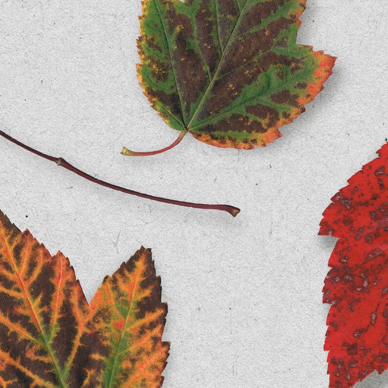 Digital Fall Leaves~autumn Leaves~digital Elements~high Quality ...