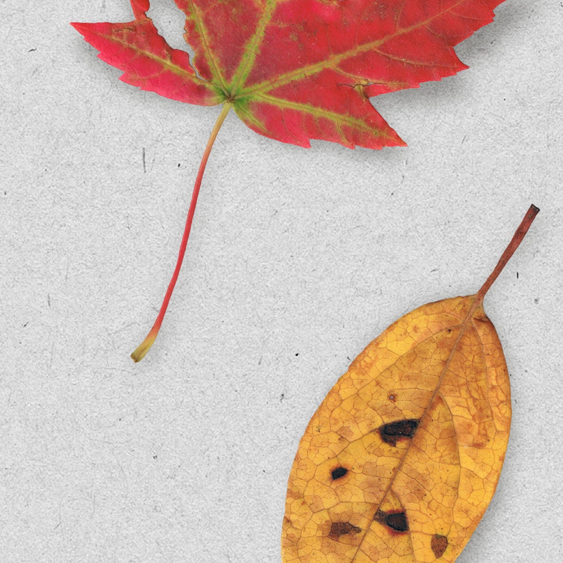 Digital Fall Leaves~autumn Leaves~digital Elements~high Quality ...