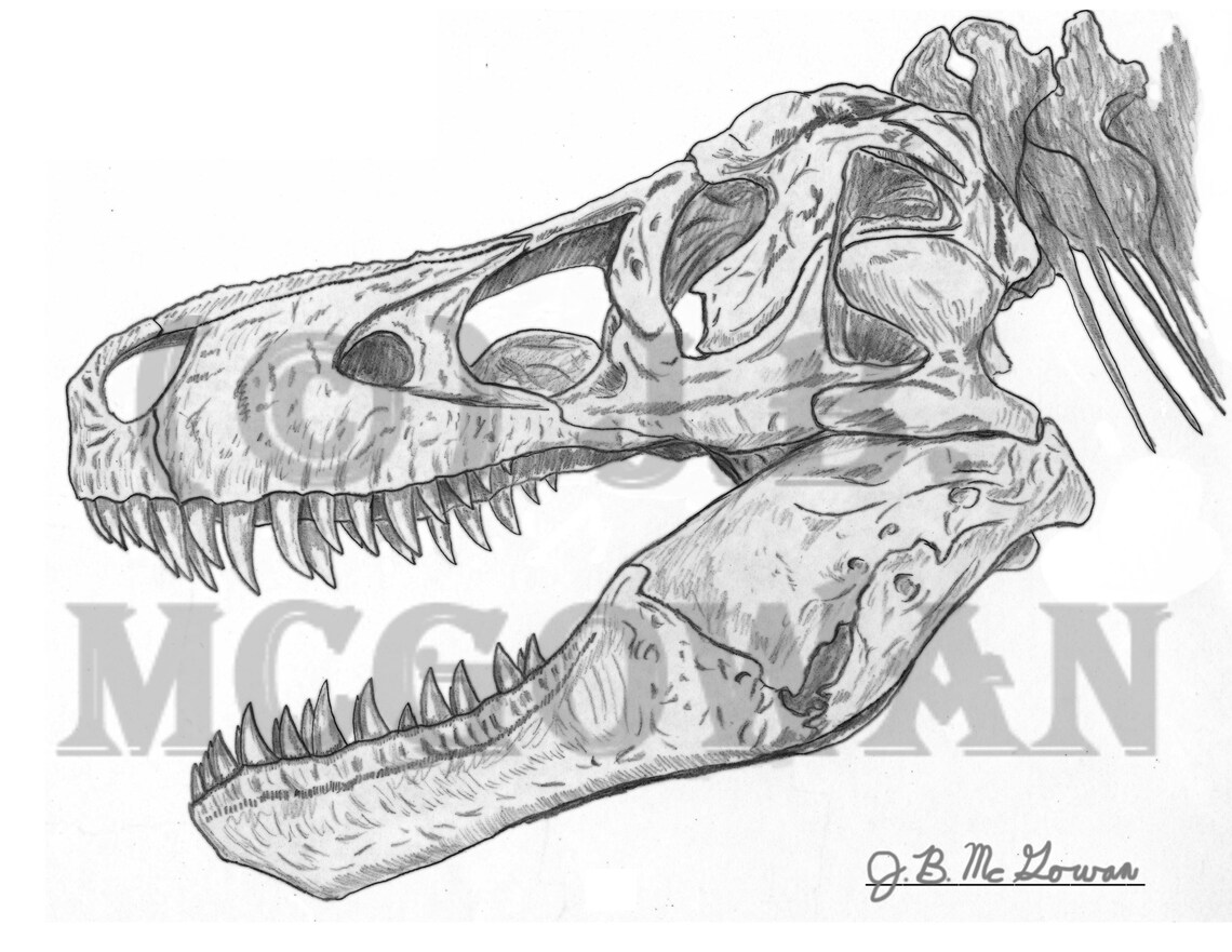 A T. Rex Named Sue: Skull Study - Etsy