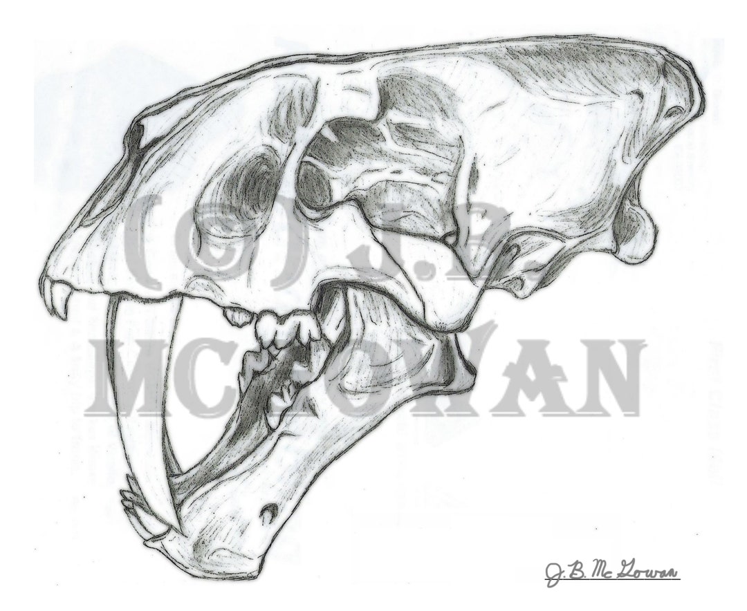 Smilodon Fatalis Skull Print - Etsy