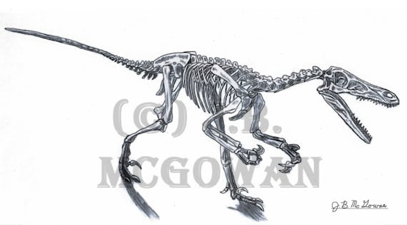 Velociraptor Fossil Drawing