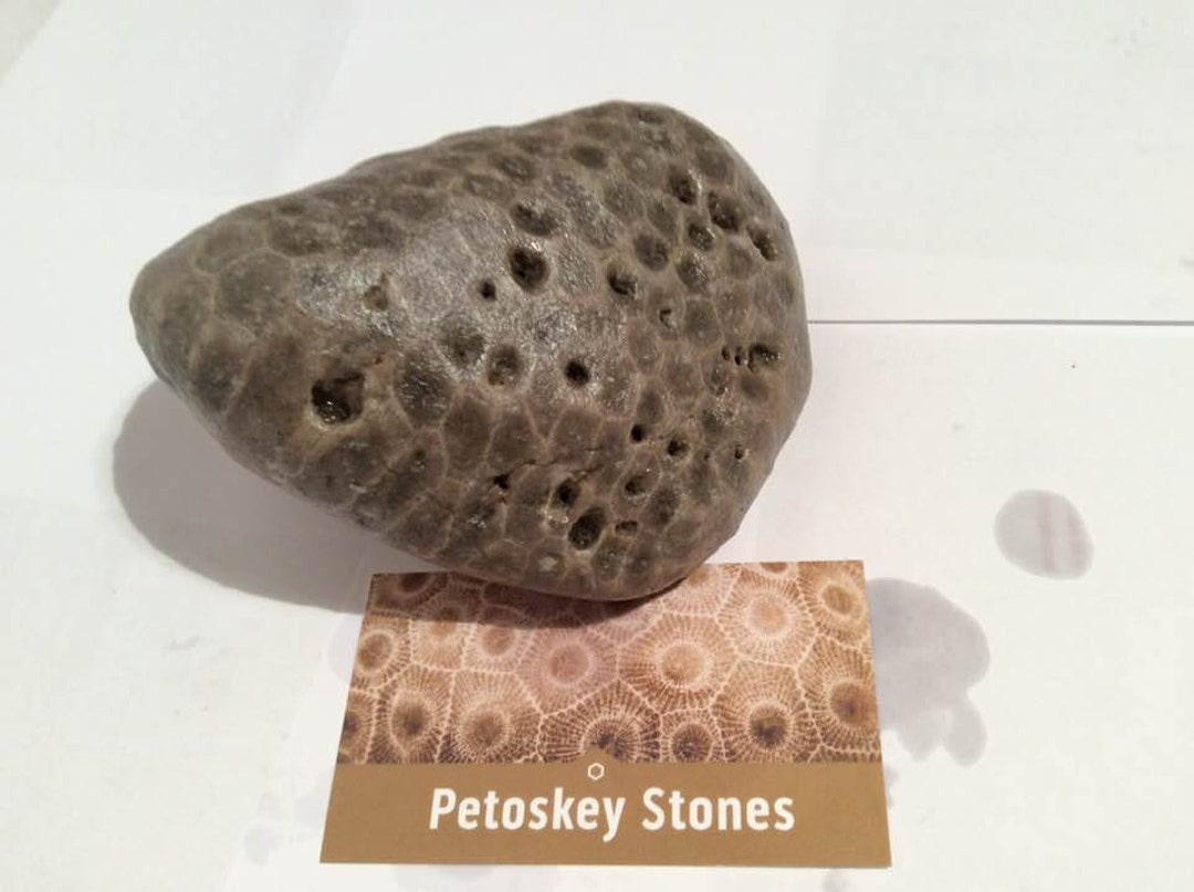1 Lb 12 Oz Lake Michigan Petoskey Stone Fossil Unpolished Fabulous ...