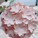 Hydrangea in SVG PNG DXF Paper Flower Template for Cutting Machine ...