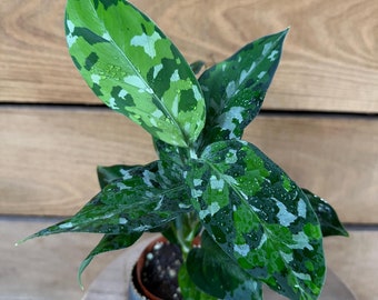 Aglaonema Pictum Tricolor Starter Plant (ALL STARTER PLANTS Require You to Purchase 2 Plants ...