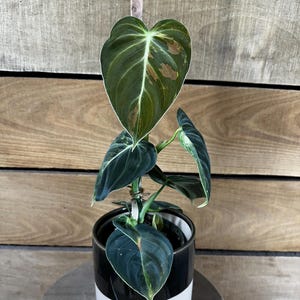 Philodendron Melanochrysum Variegated - Pick Your Plant, 4" Plant - Etsy