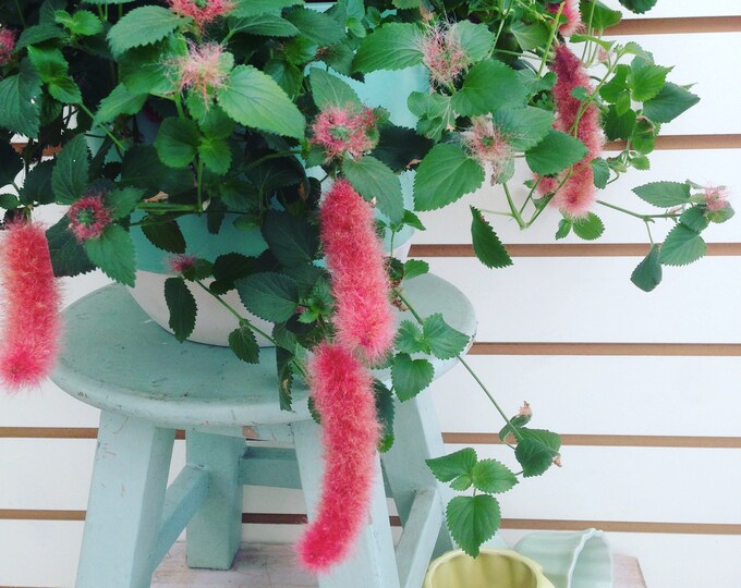 Acalypha Pendula Strawberry Firetails, Cutting X5 - Etsy