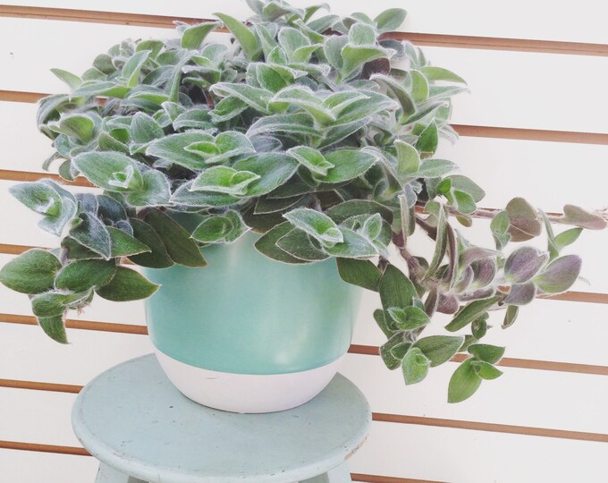 Teddy Bear Vine - Cyanotis Kewensis Teddchysar Plant Wandering Jew ...