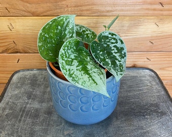 Silvery Ann Pothos - Etsy
