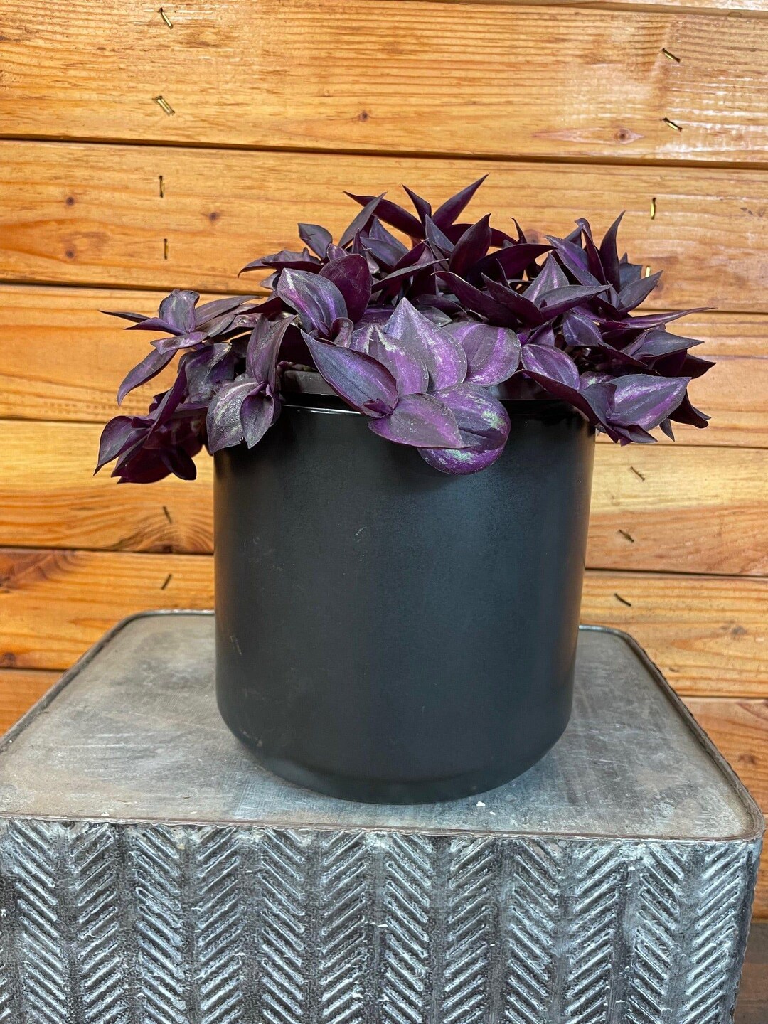 Tradescantia Zebrina Red Mini, 6" Plant - Etsy