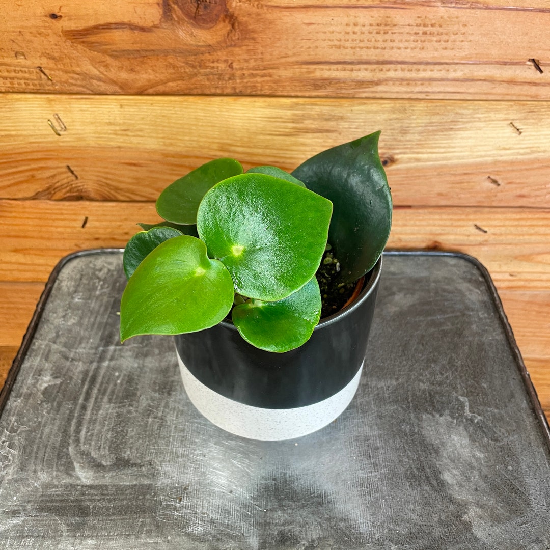 Peperomia Polybotrya Raindrop, 4 Plant - Etsy