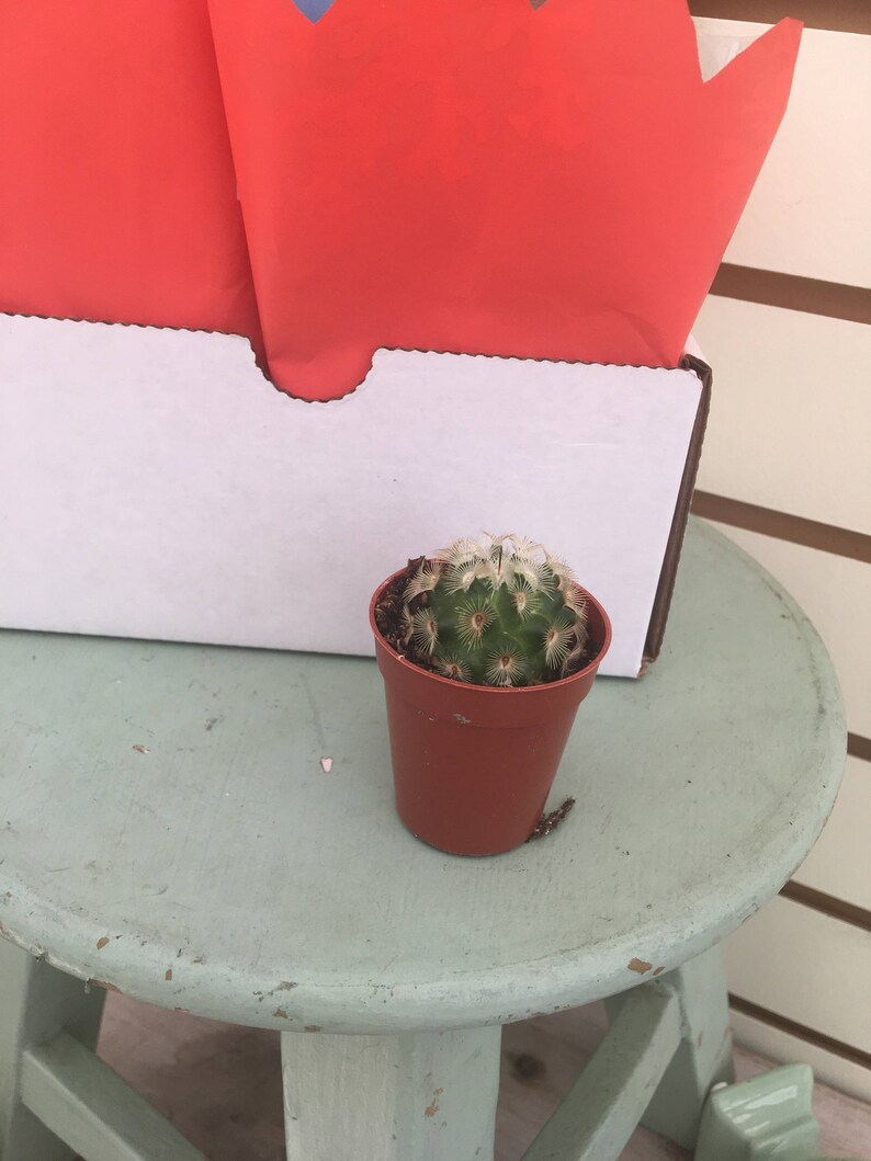 Cactus Gift Box Box of 6 | Etsy