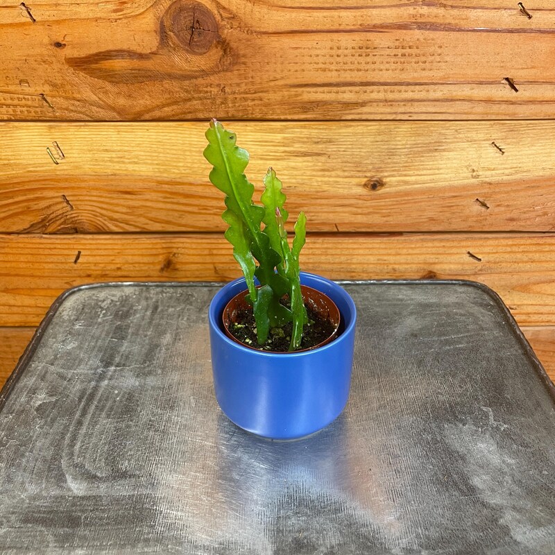 Ric Rac Cactus - Etsy