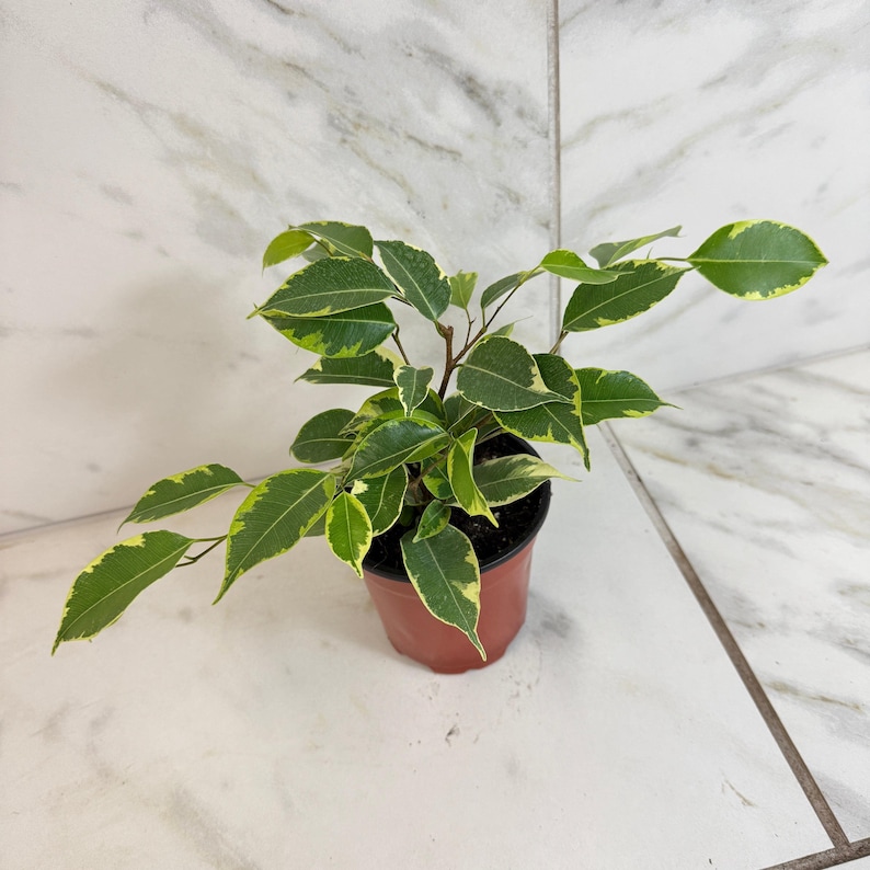 Ficus Weeping Benjamina Variegated, 4" Plant - Etsy