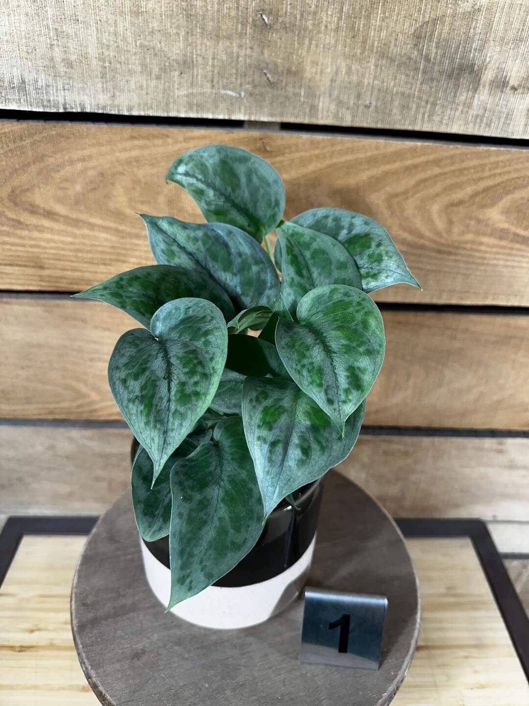 Scindapsus Tattoo - Pick Your Plant, 4" Plant - Etsy