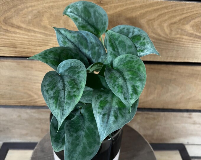 Scindapsus Tattoo - Pick Your Plant, 4" Plant - Etsy