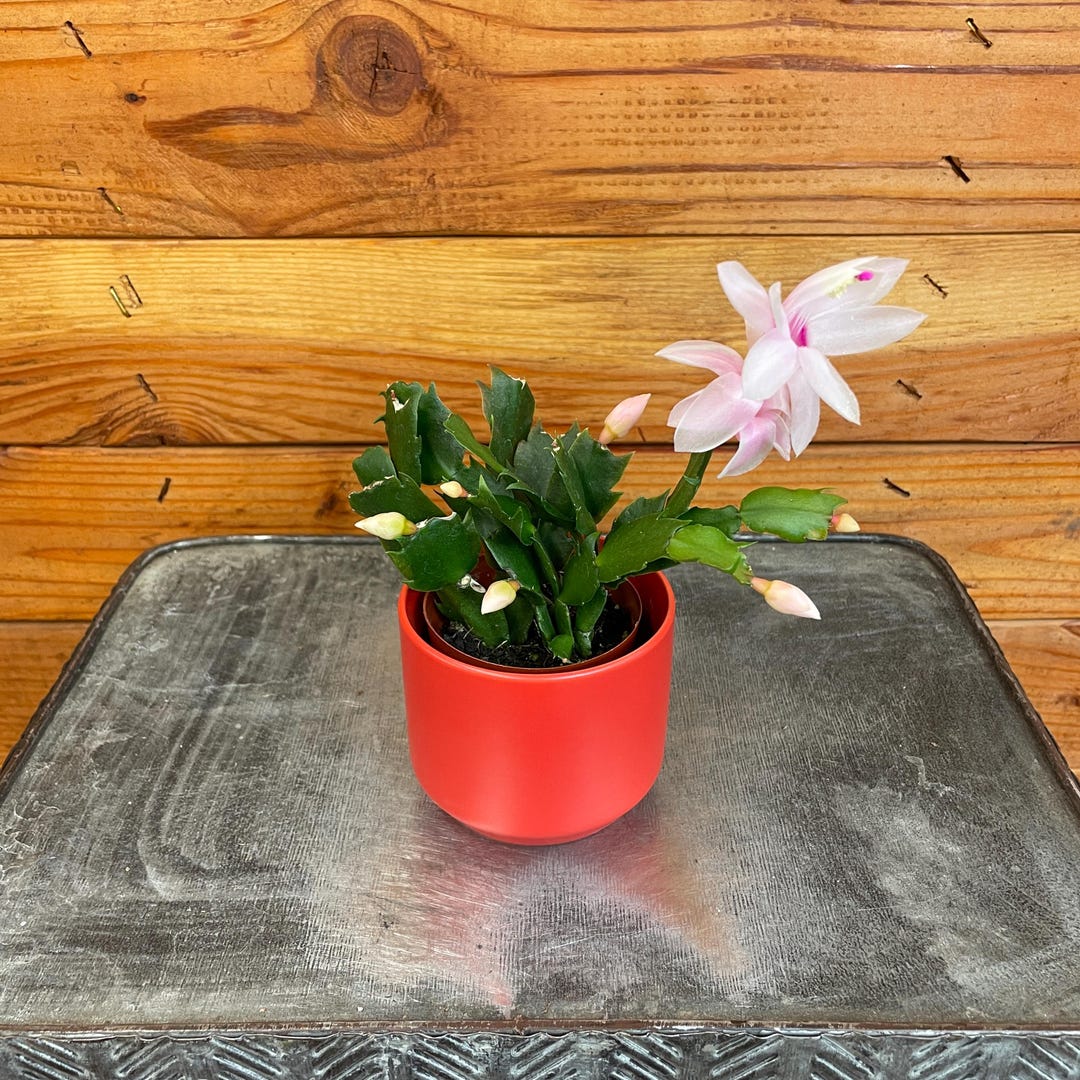 Schlumbergera Zygo Cactus White, 2" Plant - Etsy