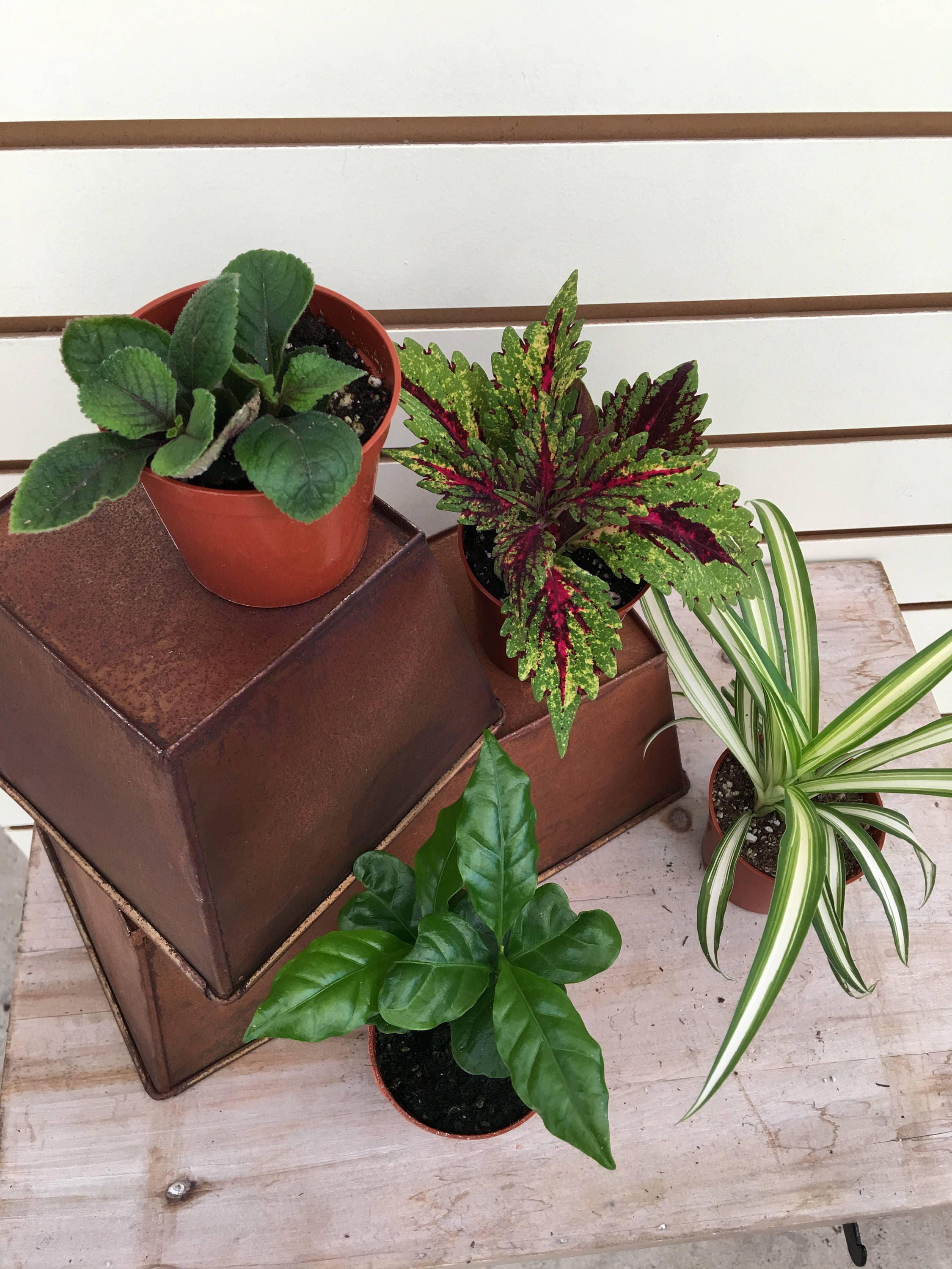 Foliage Gift Box Box of 4 - Etsy
