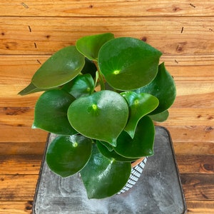 Peperomia Polybotrya Raindrop, 6 Plant - Etsy