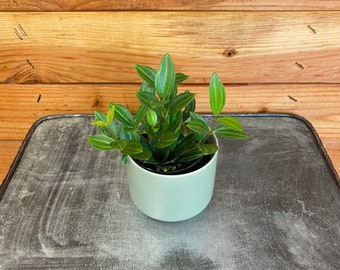 Peperomia Raydiance angulata Starter Plant ALL STARTER - Etsy
