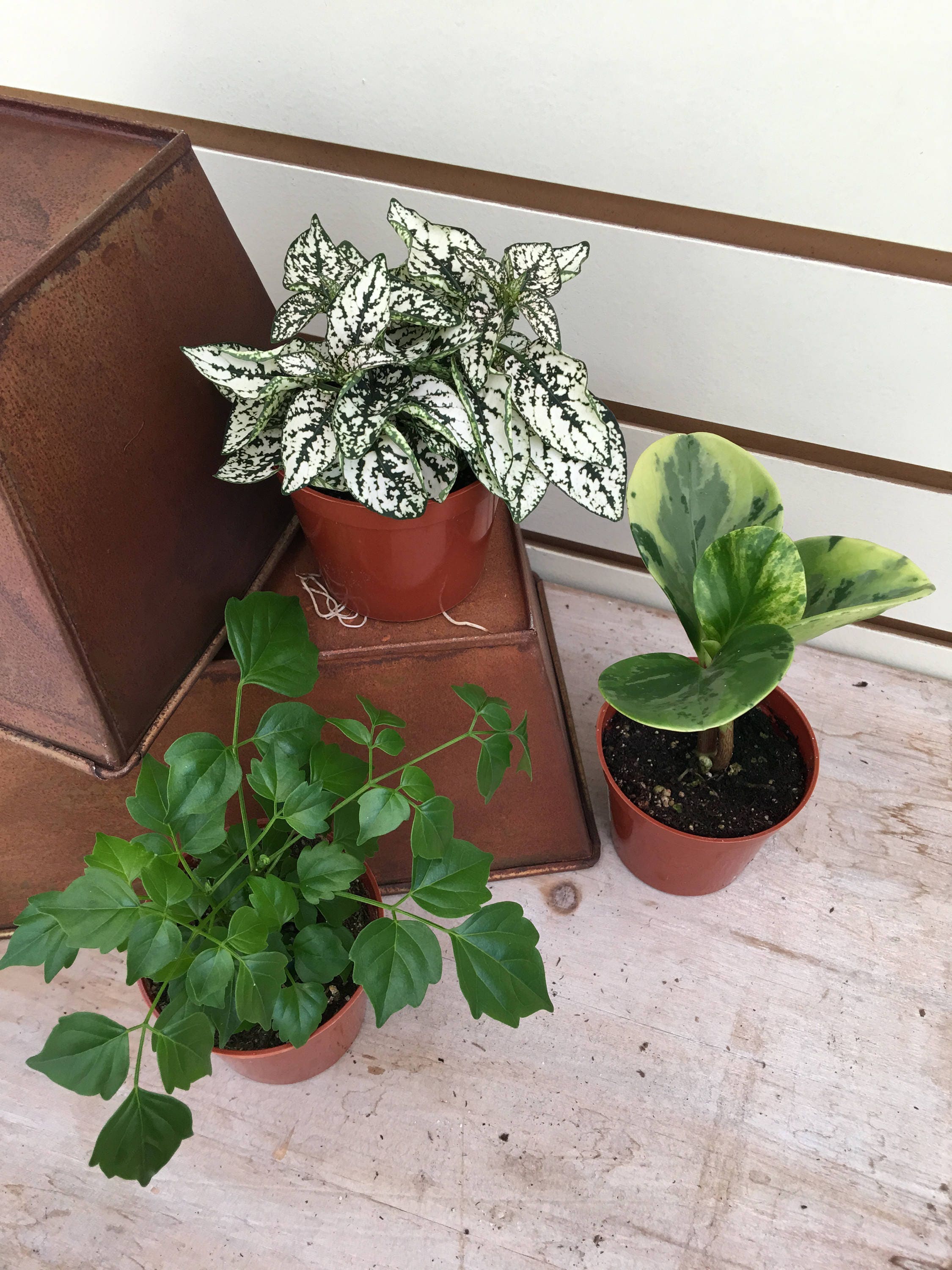 Foliage Gift Box Box of 4 - Etsy