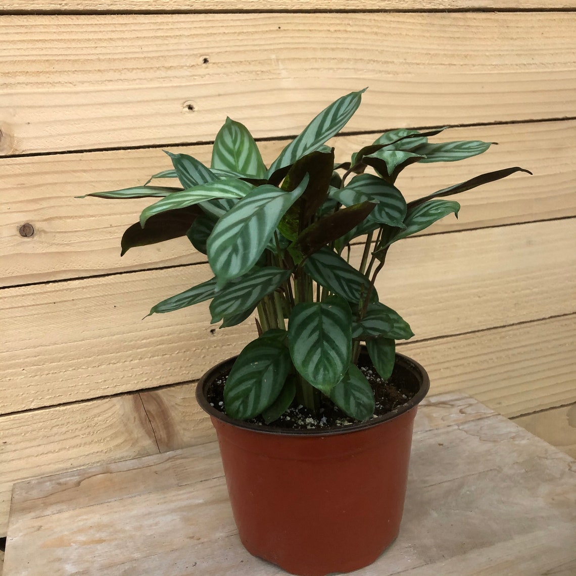 Calathea Compact Star 6 Plant - Etsy