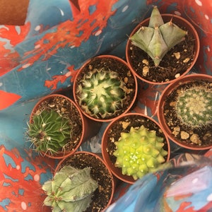 Cactus Gift Box, Box of 6 - Etsy