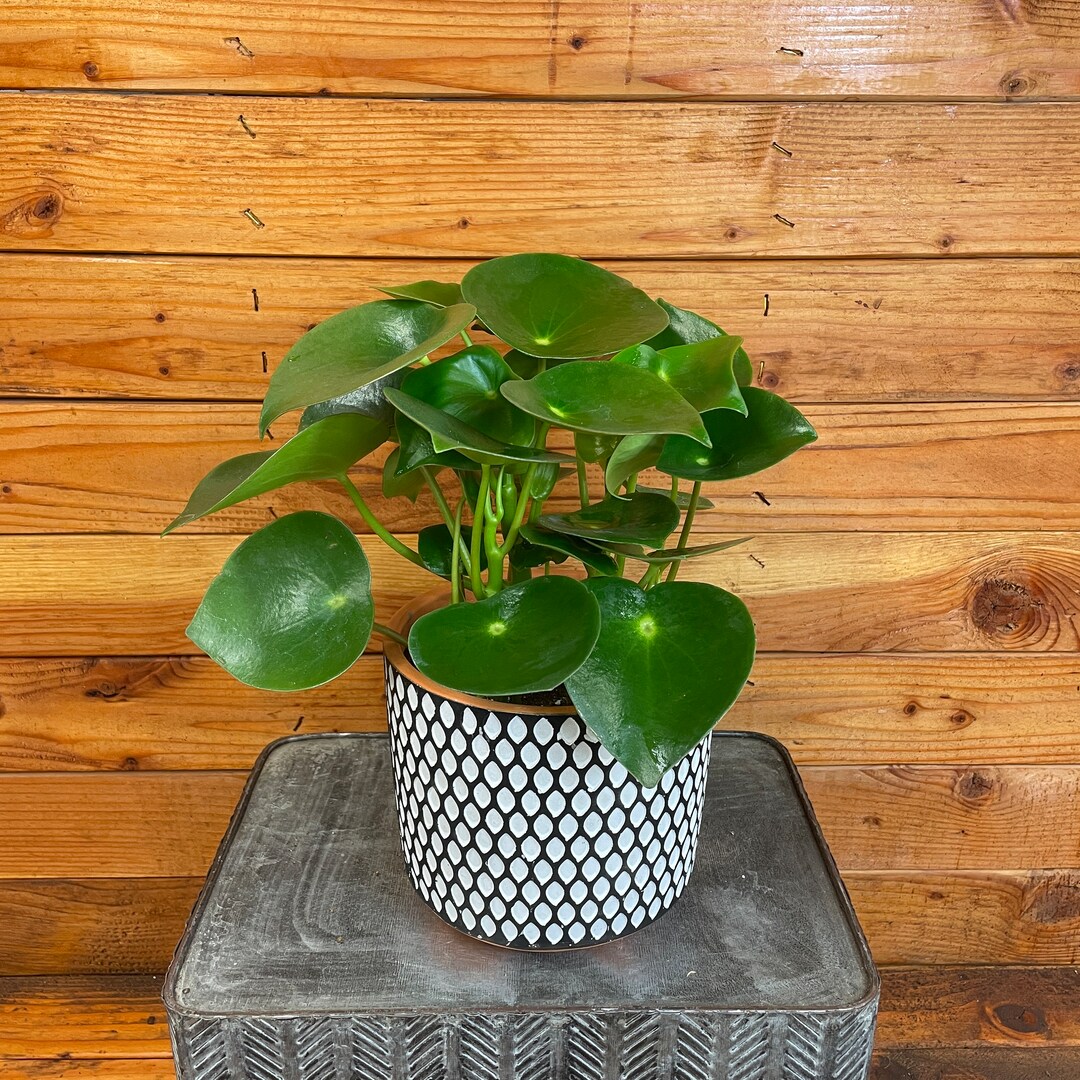 Peperomia Polybotrya Raindrop, 6 Plant - Etsy