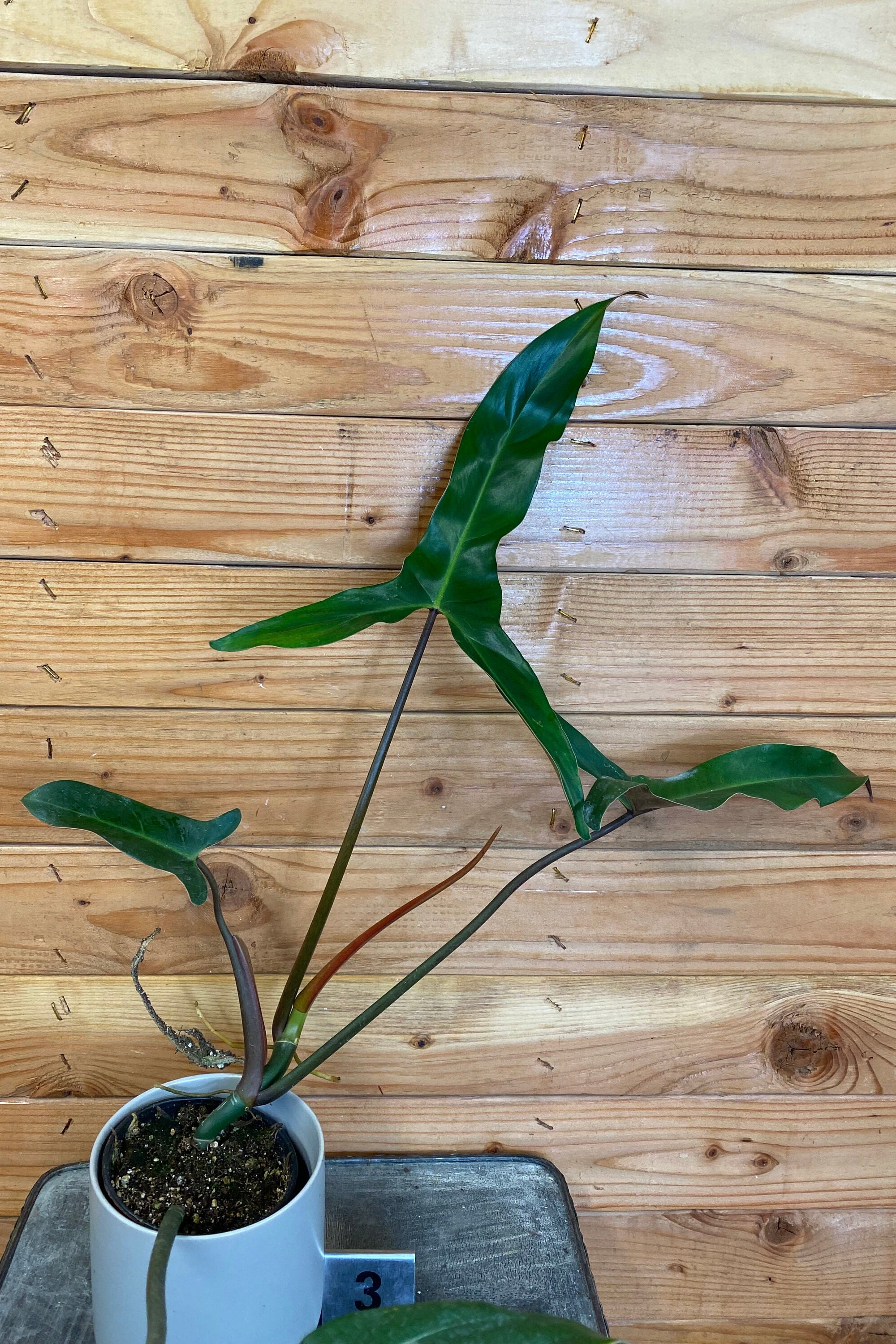 Philodendron Mexicanum Pick Your Plant 4 Plant - Etsy