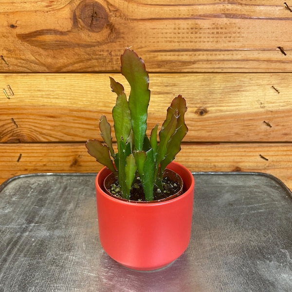 Epiphyllum Plant - Etsy