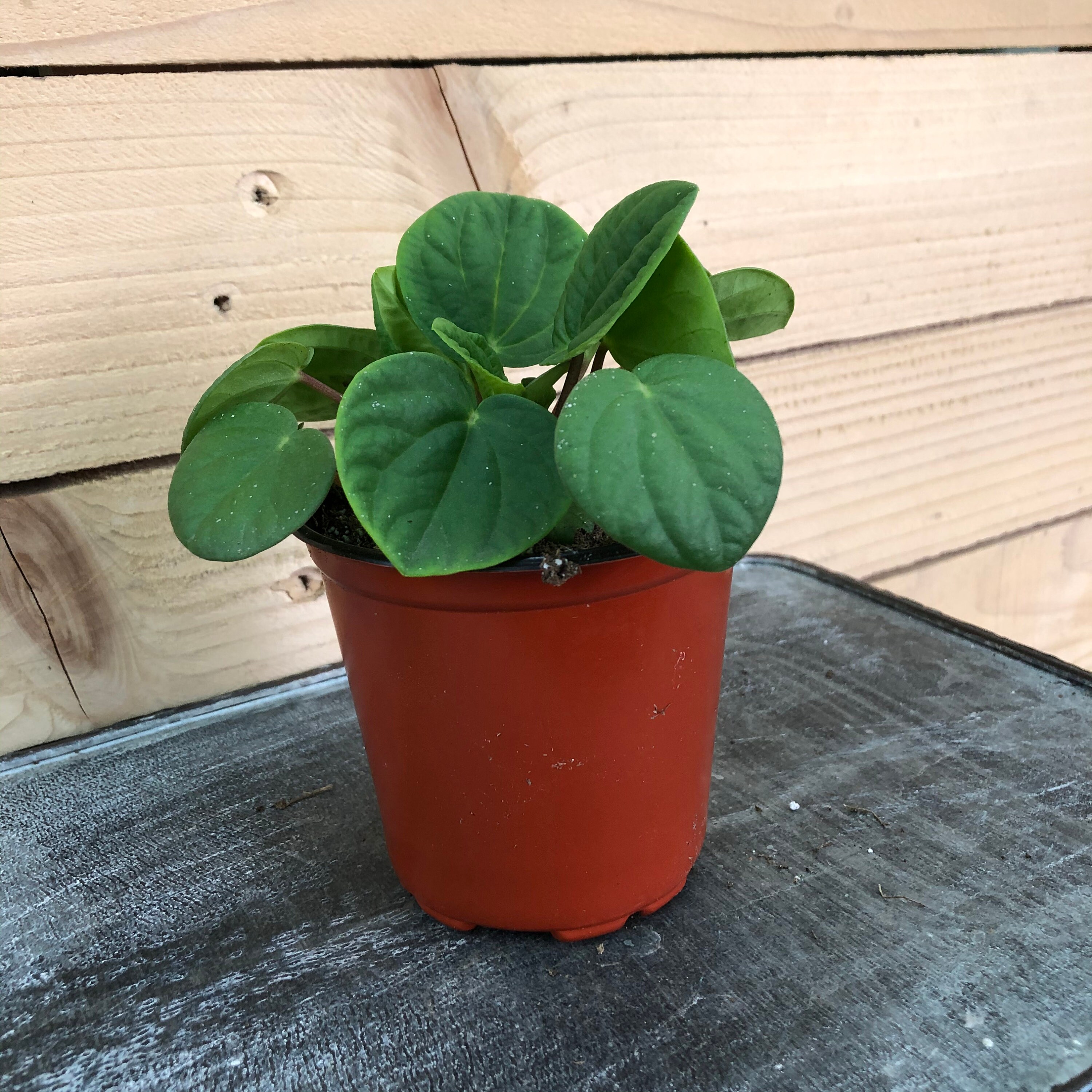 Peperomia Rana Verde 4 Plant | Etsy