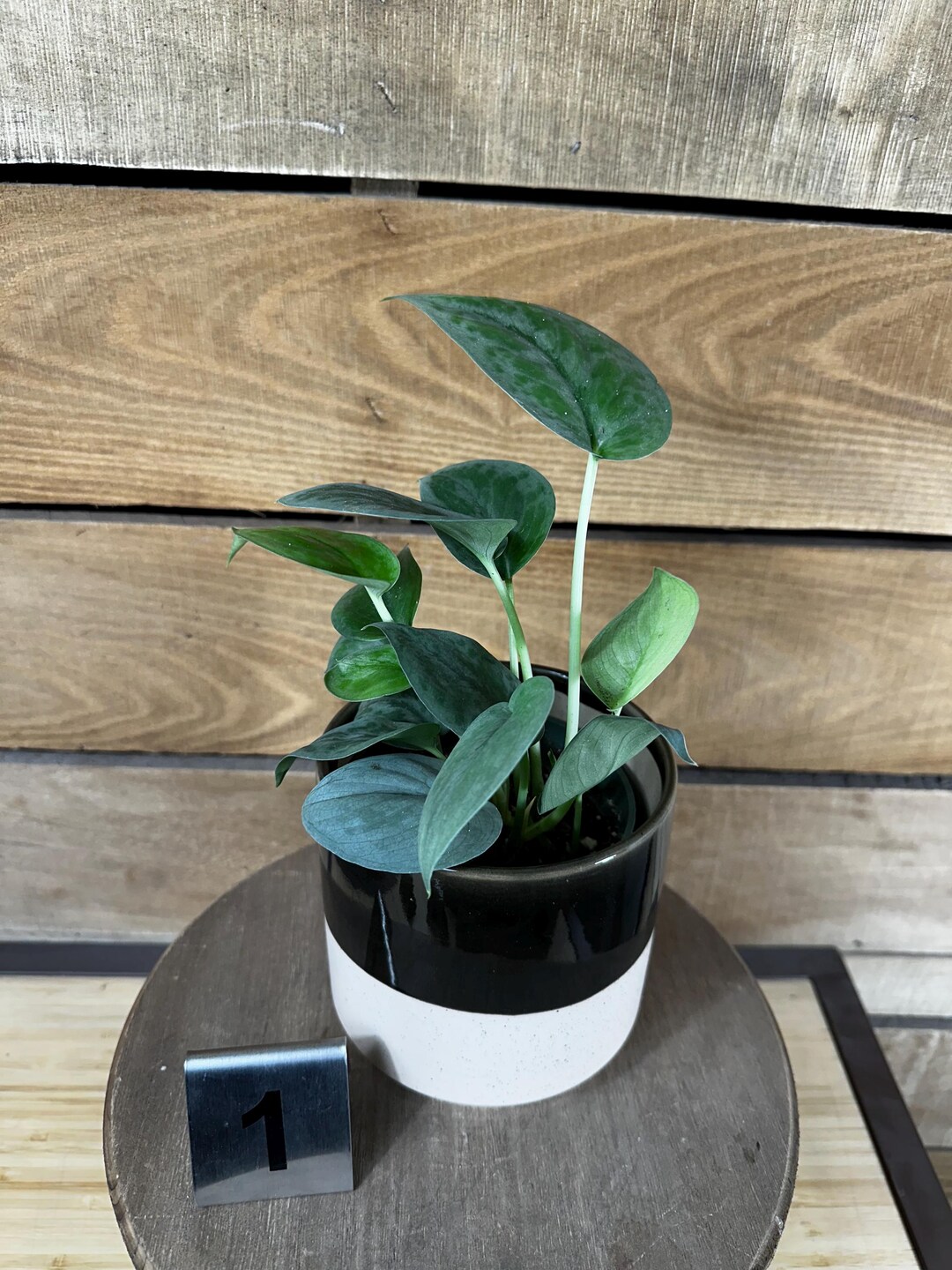 Scindapsus Tattoo Pick Your Plant, 4 Plant - Etsy