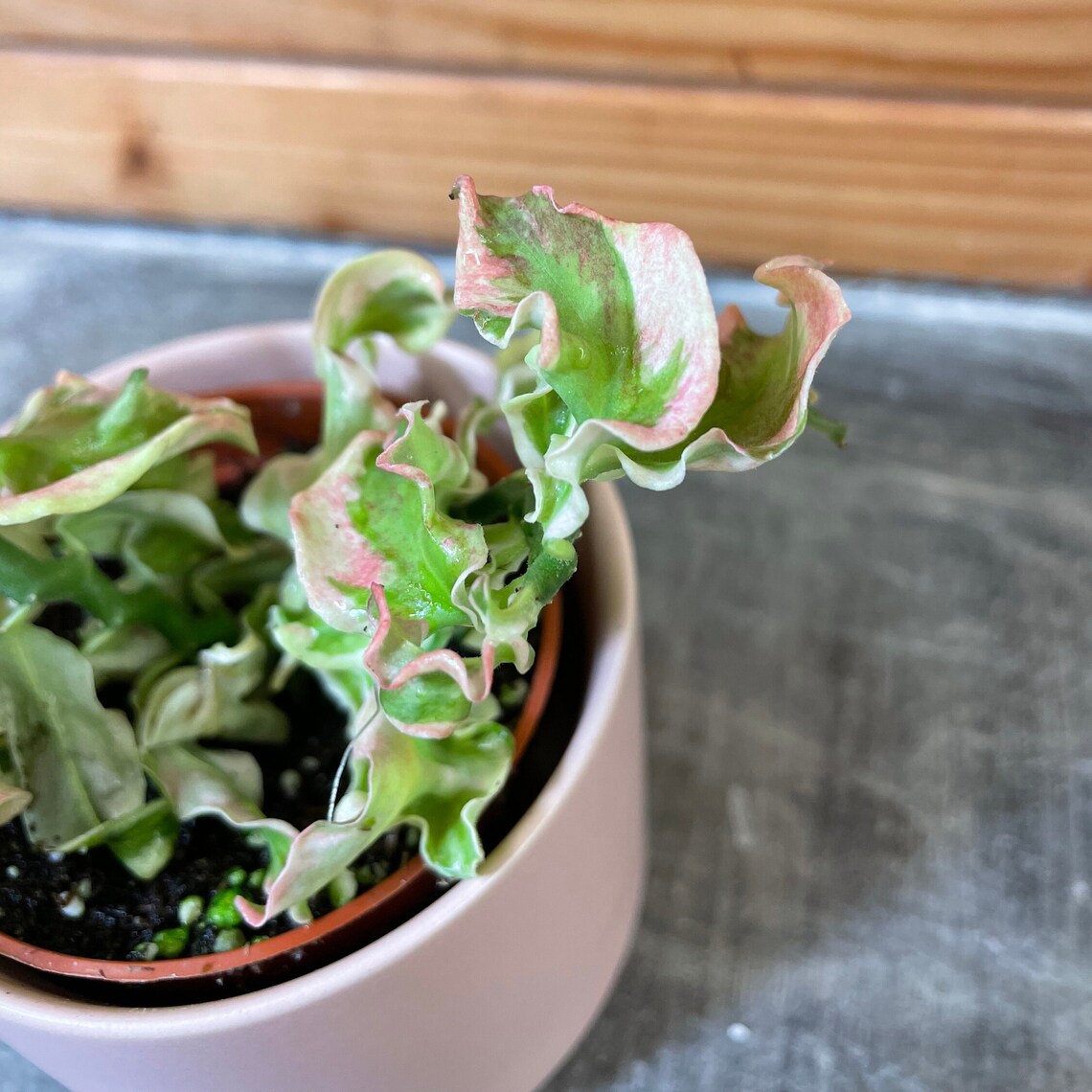 Pedilanthus Curly Devil's Backbone, 2" Plant - Etsy