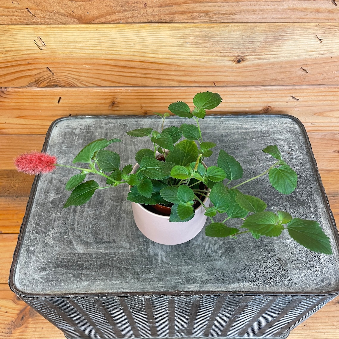 Acalypha Pendula Strawberry Firetails, 2" Plant - Etsy