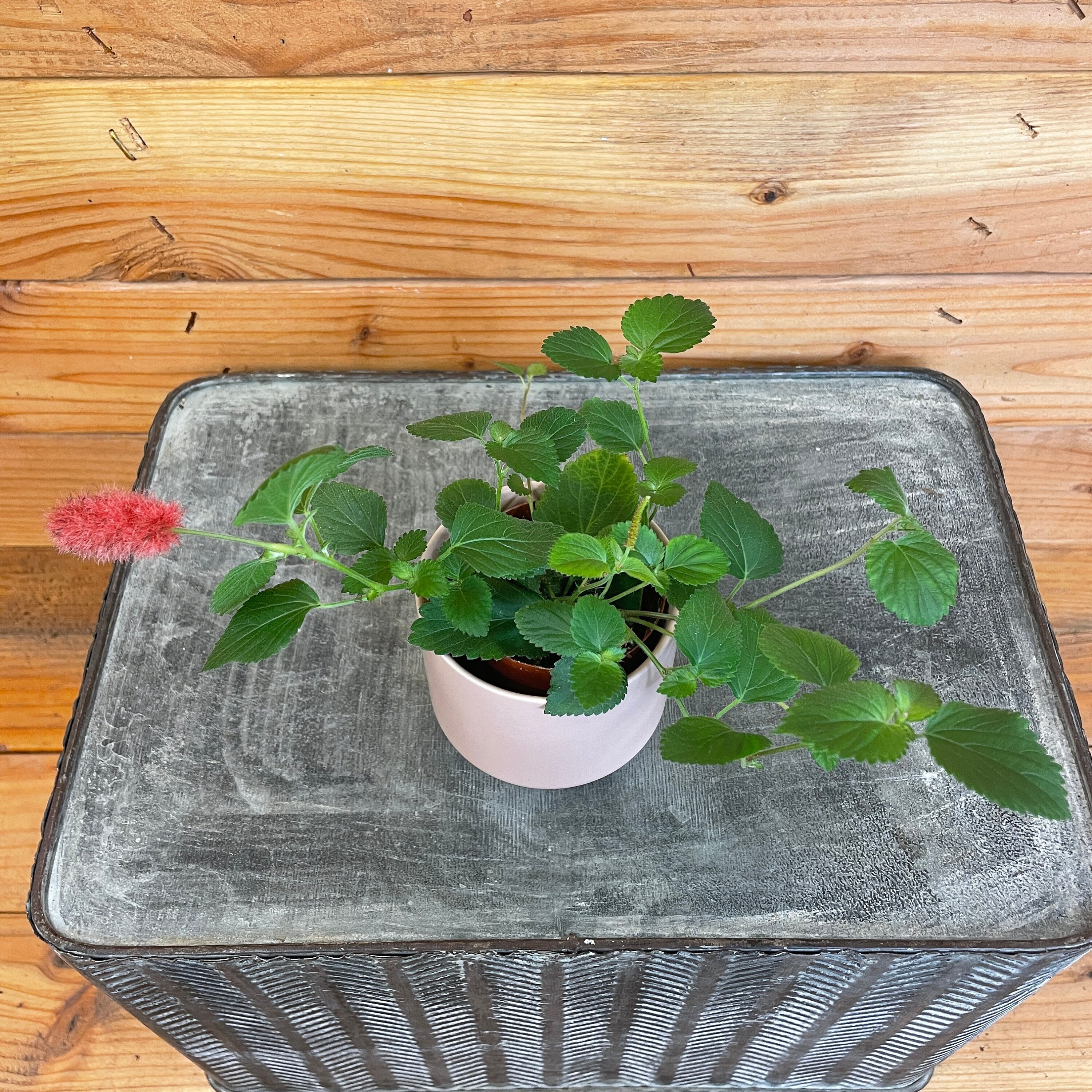 Acalypha Pendula Strawberry Firetails, 2" Plant - Etsy
